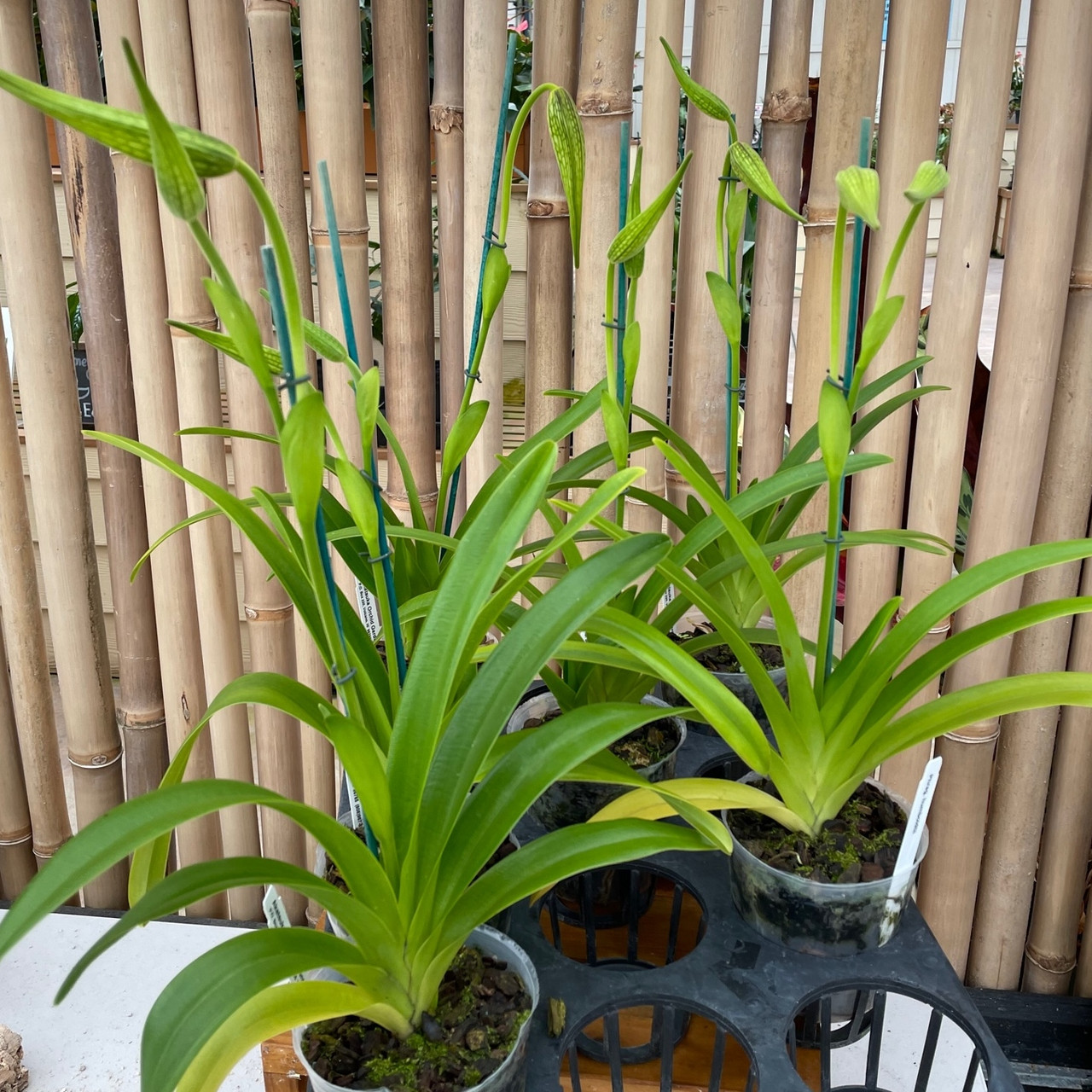 Phrag. humboldtii - Akatsuka Orchid Gardens