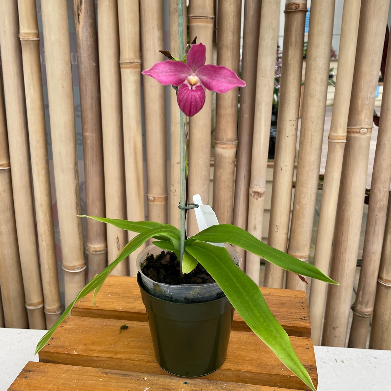 Phragmipedium Inca Rose 'White Hot' x Fall River 'Purple Passion'