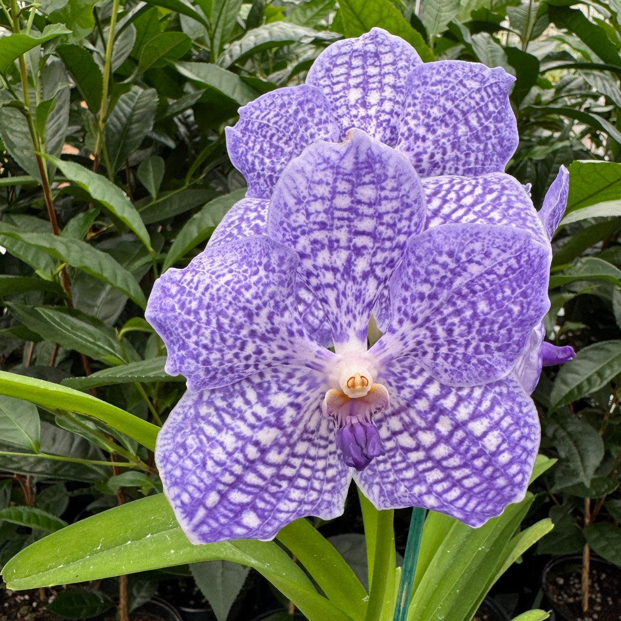 Vanda manuvadee (4" Pot ) - Buds - Akatsuka Orchid Gardens