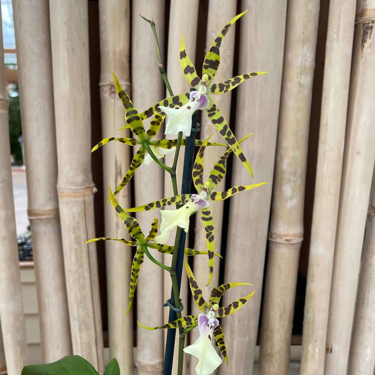 Mtssa. Golden Spider 'Copius' - Akatsuka Orchid Gardens