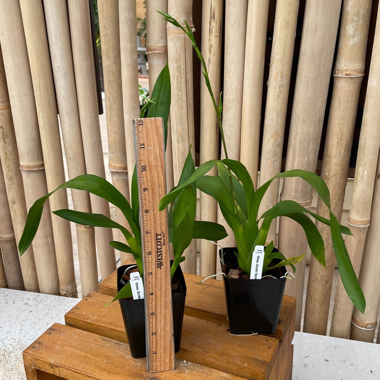 Mtssa. Golden Spider 'Copius' - Akatsuka Orchid Gardens