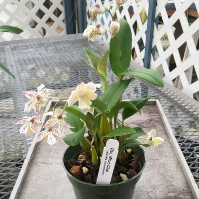 Den. Micro Chip (4" Pot) - OPEN BLOOMS - Akatsuka Orchid Gardens