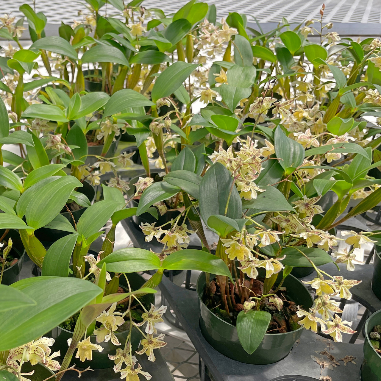 Den. Micro Chip (4" Pot) - OPEN BLOOMS - Akatsuka Orchid Gardens