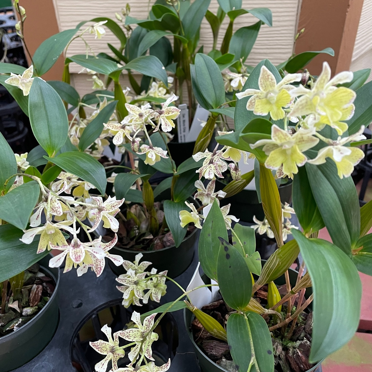 Den. Micro Chip (4" Pot) - OPEN BLOOMS - Akatsuka Orchid Gardens