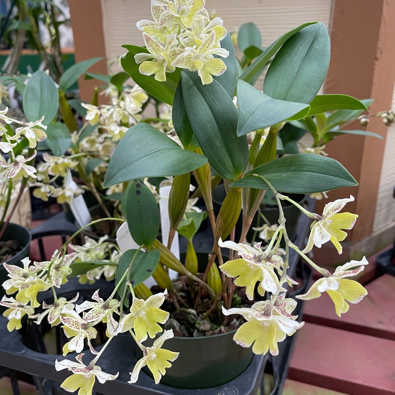 Den. Micro Chip (4" Pot) - OPEN BLOOMS - Akatsuka Orchid Gardens