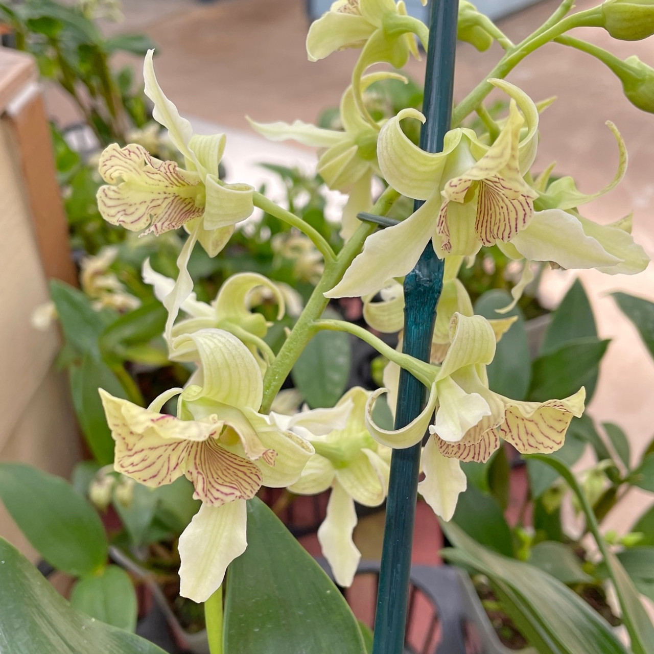 Den Mini Snowflake X Joyce Kelly Akatsuka Orchid Gardens