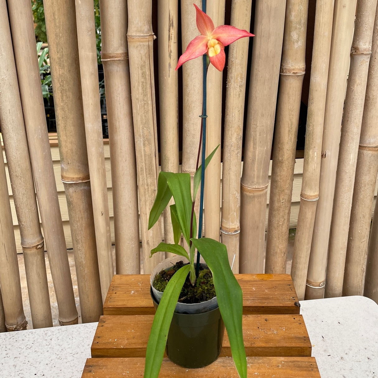 Phrag. Apple Pie - Akatsuka Orchid Gardens