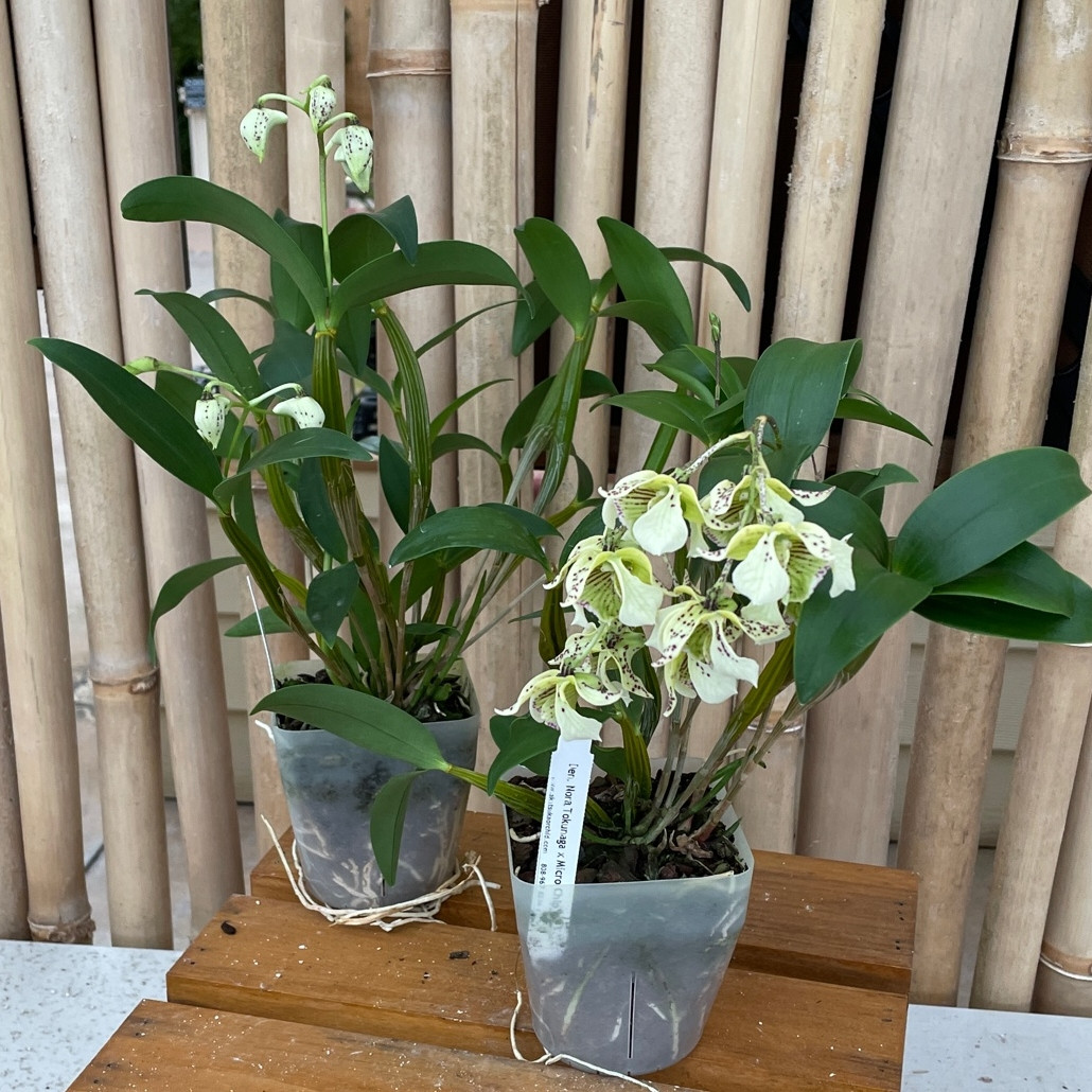 Den. Nora Tokunaga x Micro Chip - Akatsuka Orchid Gardens