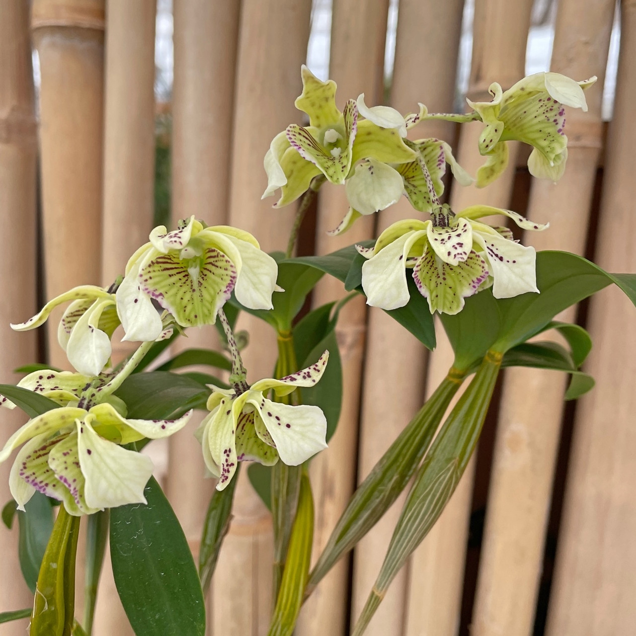 Den. Nora Tokunaga x Micro Chip - Akatsuka Orchid Gardens