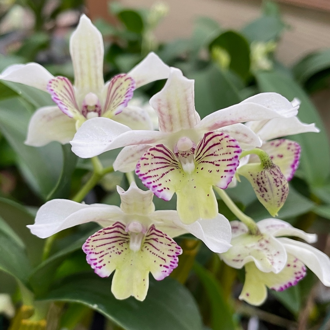 Den. Nora Tokunaga x Micro Chip - Akatsuka Orchid Gardens