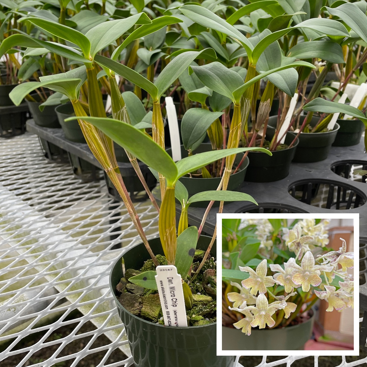 Den. Micro Chip (Plant Only-4" Pot) - Akatsuka Orchid Gardens