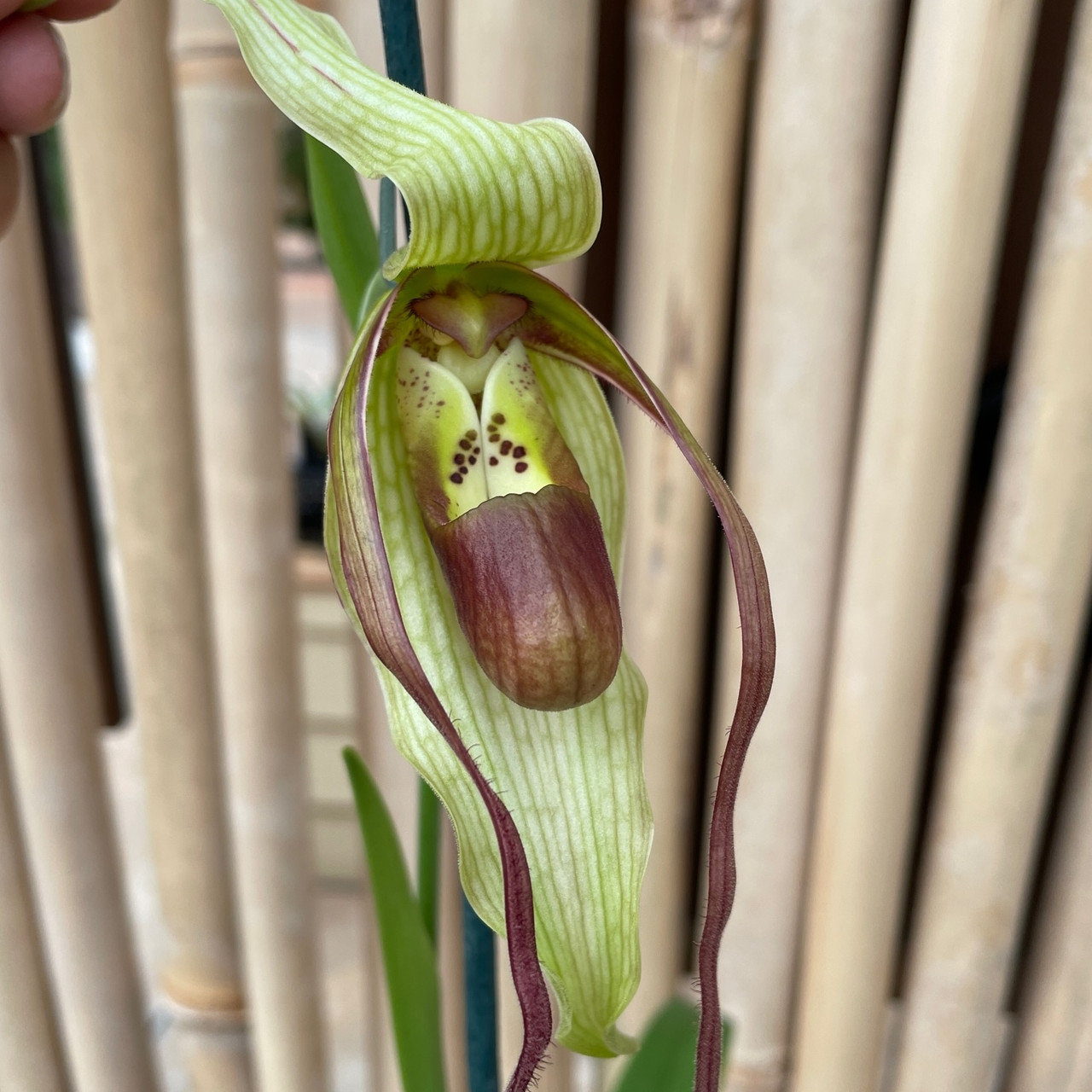 Phrag. Giganteum - Akatsuka Orchid Gardens