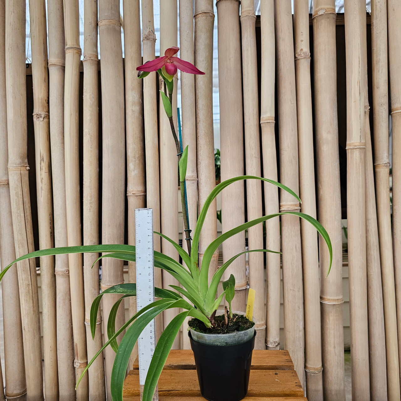 Phrag. Mother Rose - Akatsuka Orchid Gardens