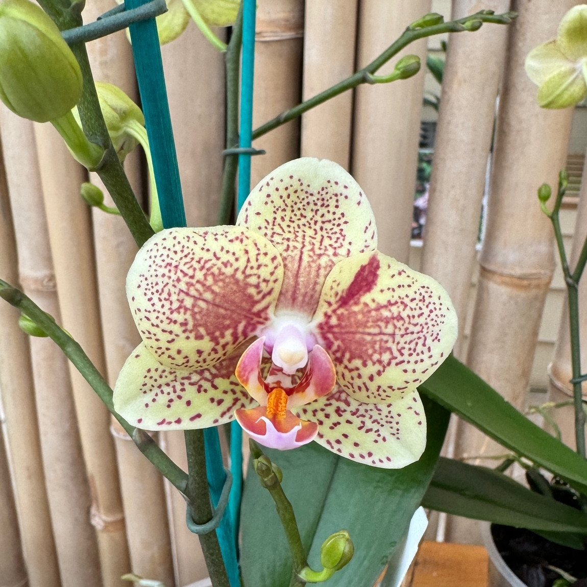 Phal. Sandcastle (Miniature Phal) - Akatsuka Orchid Gardens