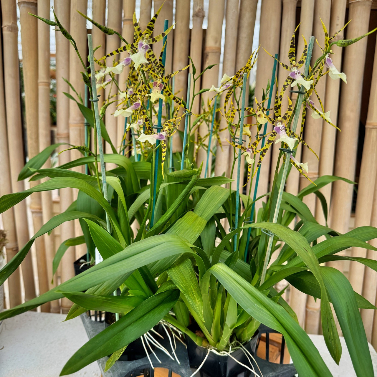 Mtssa. Golden Spider 'Copius' (OPEN BLOOMS) - Akatsuka Orchid Gardens