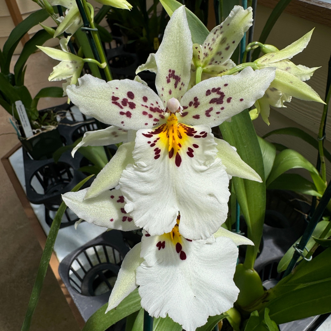 Shk. Memoria Bob Hill 'Whitish' (Single Spike) - Akatsuka Orchid Gardens