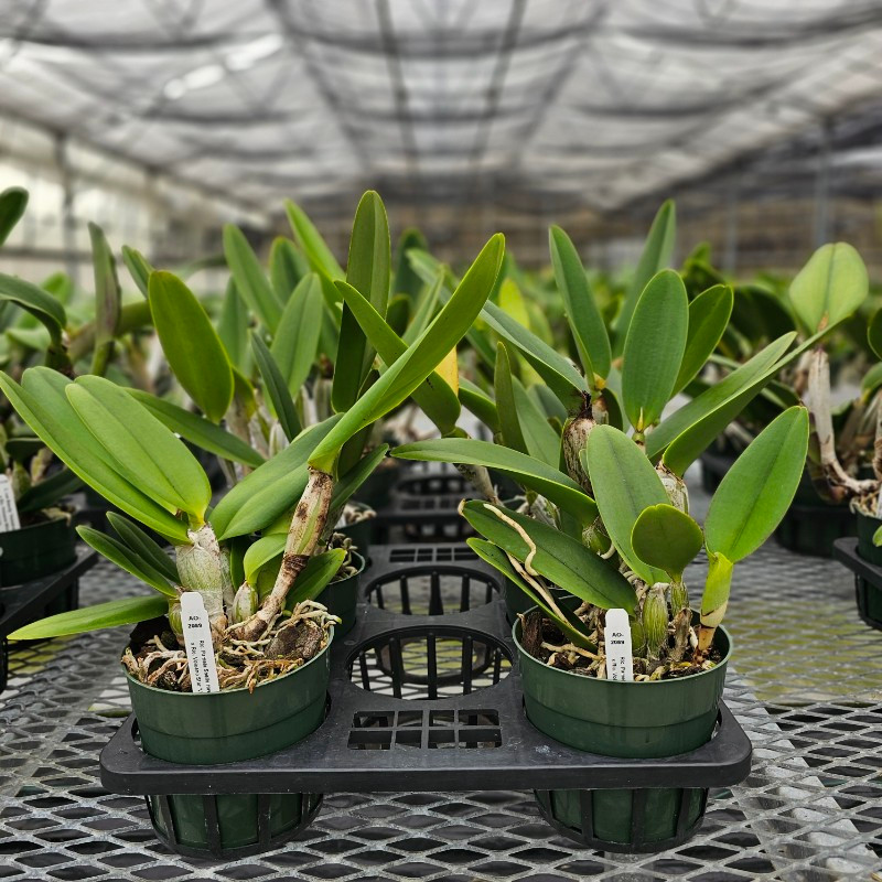 Rlc. Pamela Shell's Hawaiian Delight 'Volcano Queen' x Rlc. Volcano ...