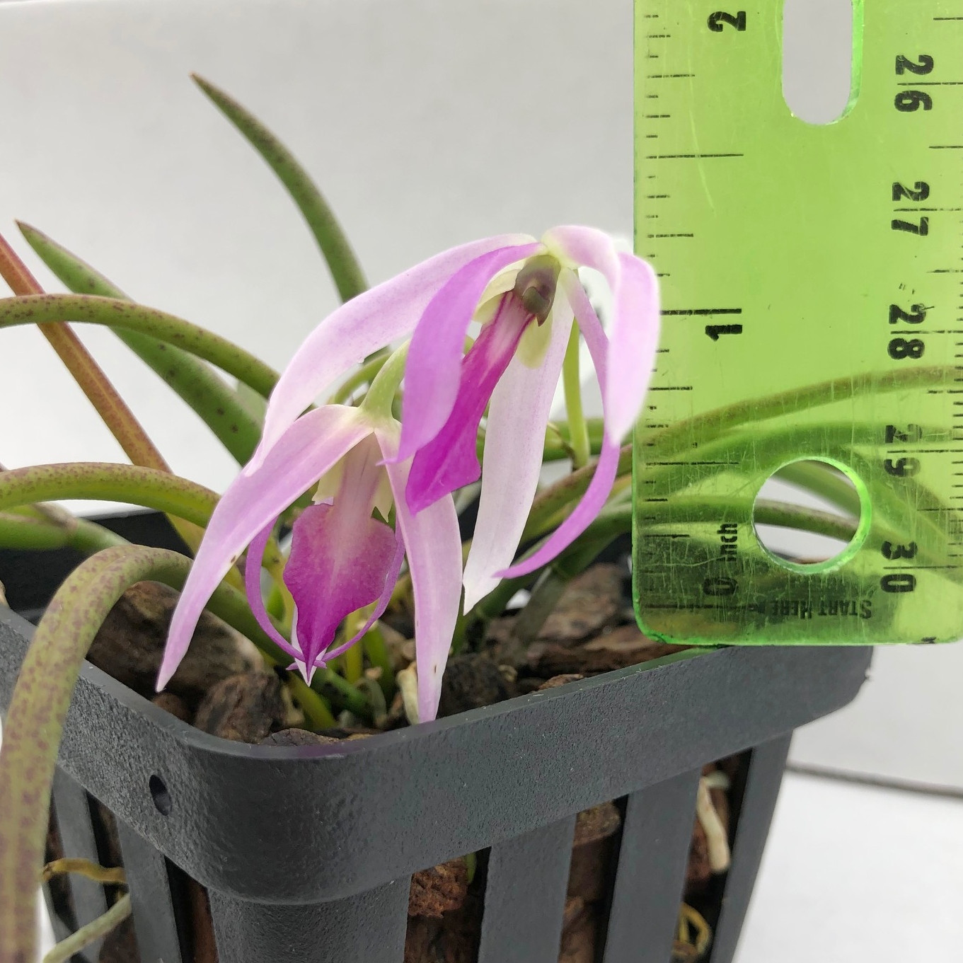 Leptotes Pat Thurtle (bicolor x pohlitinocoi) (Mini Species-3"basket ...