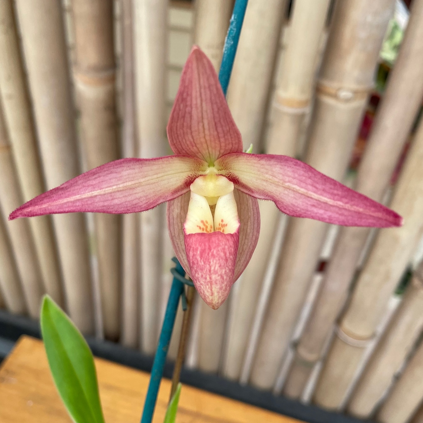 Phrag. Eric Young - Akatsuka Orchid Gardens