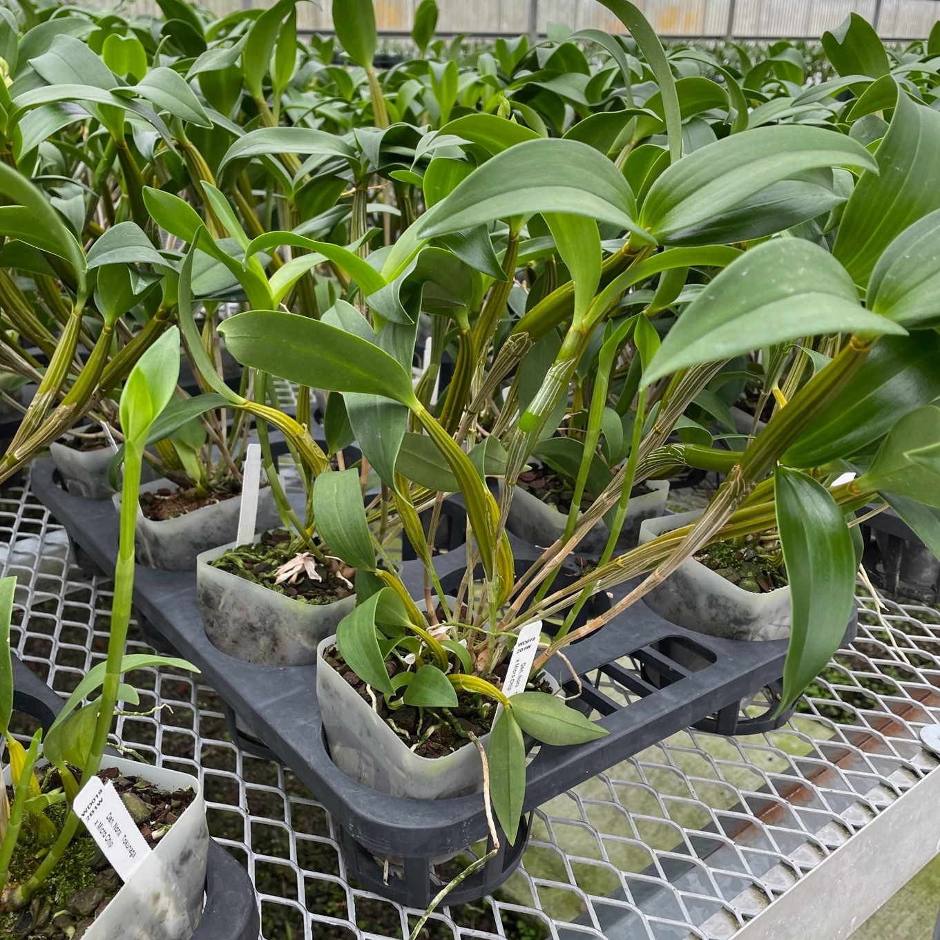 Dendrobium Nora Tokunaga x Micro Chip (Plant Only) - Akatsuka Orchid ...