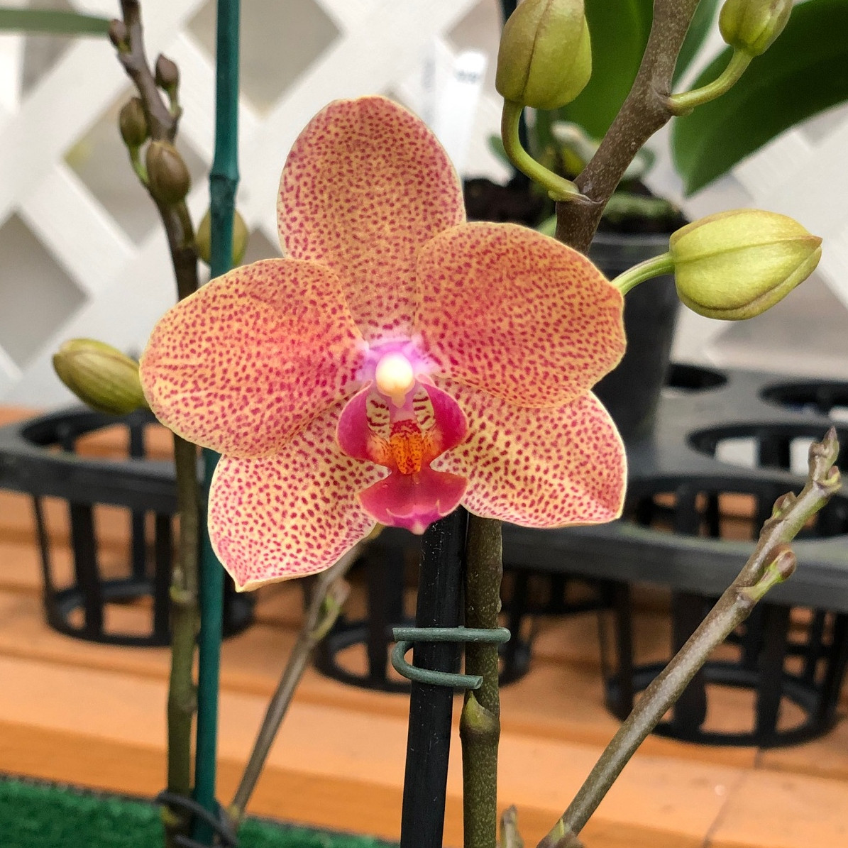 Phal. Sunset Love (Mini Phal) - Akatsuka Orchid Gardens