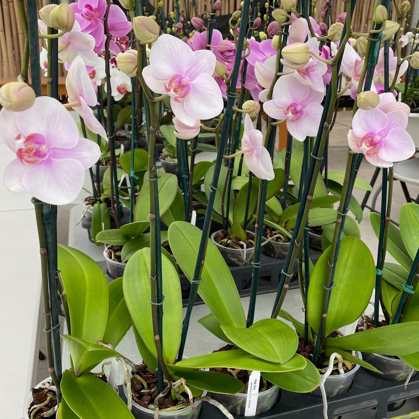 Phal. Eve (Double Spike)