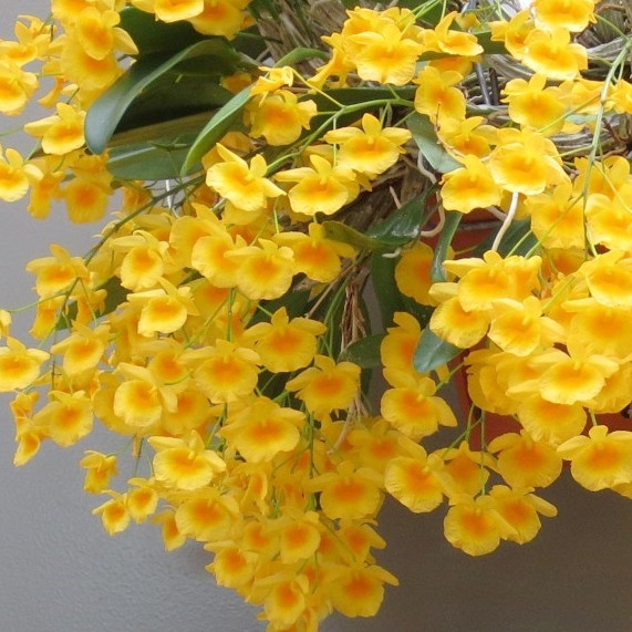 Dendrobium aggregatum (2.75" Pot) - Akatsuka Orchid Gardens