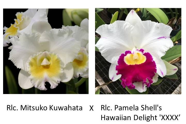 Rlc. Mitsuko Kuwahata x Rlc. Pamela Shell's Hawaiian Delight 'XXXX ...