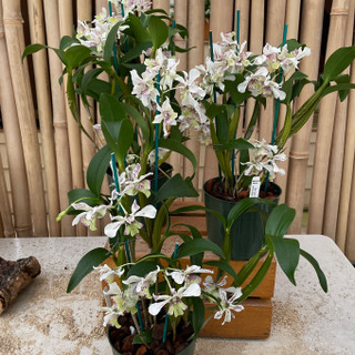 Den. Nora Tokunaga x Micro Chip (OPEN BLOOMS) - Akatsuka Orchid Gardens