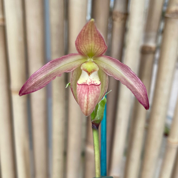 Phrag. Achental - Akatsuka Orchid Gardens