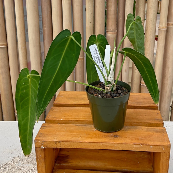 Anthurium Warocqueanum (Rare Aroid-Dark Form 7C)