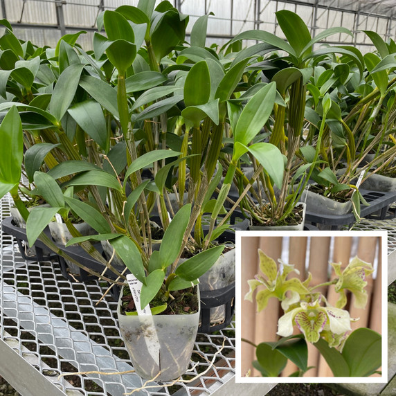 Dendrobium Nora Tokunaga x Micro Chip (Plant Only) - Akatsuka Orchid ...