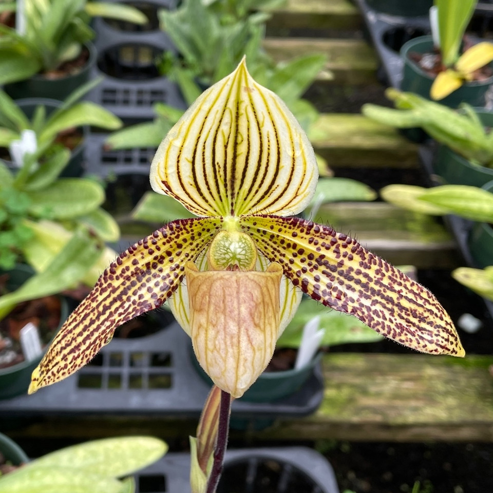 Paph. sukhakulii x roebbelinii (5.5" Pot-Plant Only) - Akatsuka Orchid Gardens