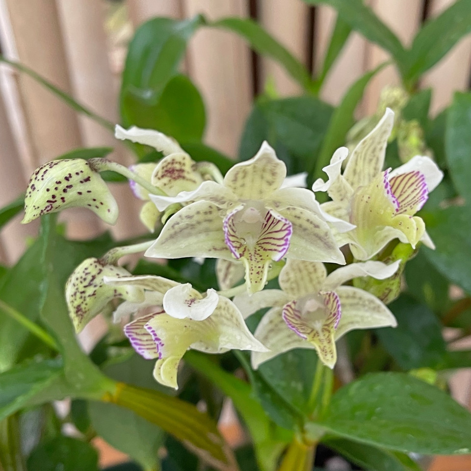 Dendrobium Chocolate Chip (5.5" Pot) - Akatsuka Orchid Gardens