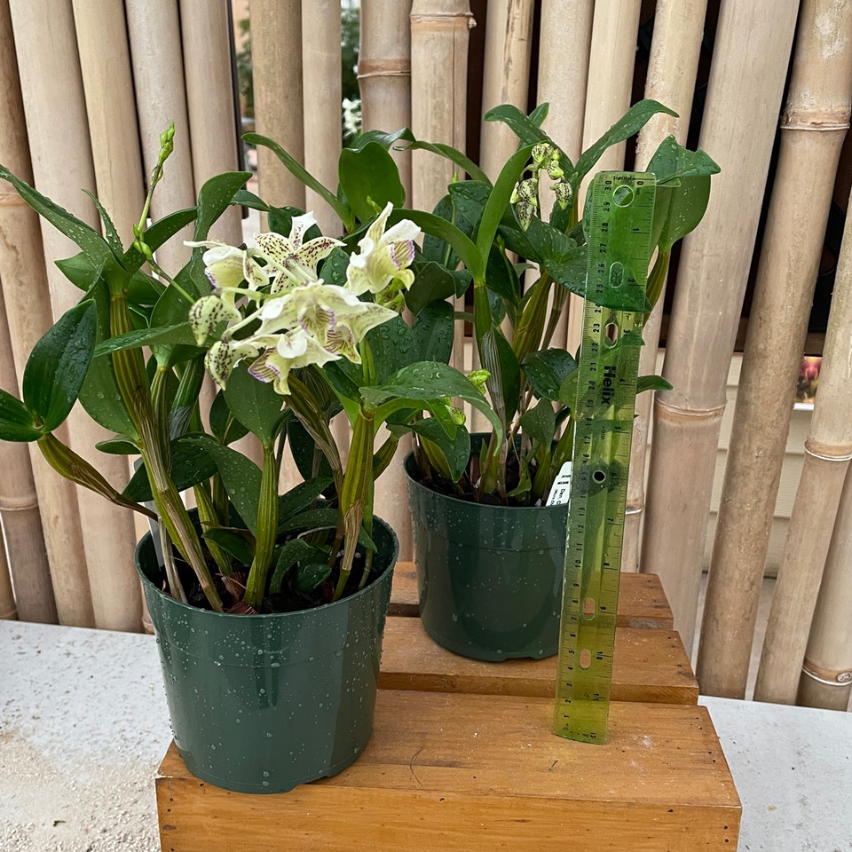 Dendrobium Chocolate Chip (5.5" Pot) - Akatsuka Orchid Gardens