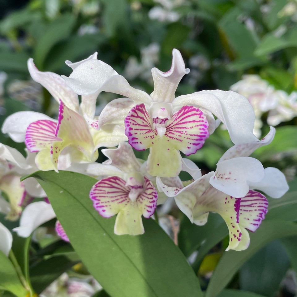 Den. Nora Tokunaga x Micro Chip (OPEN BLOOMS) - Akatsuka Orchid Gardens