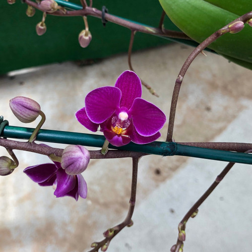 Phal. Tropic Multi Purple (Mini Phal) - Akatsuka Orchid Gardens