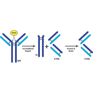 Fab Fragmentation Kit - Lab Genome