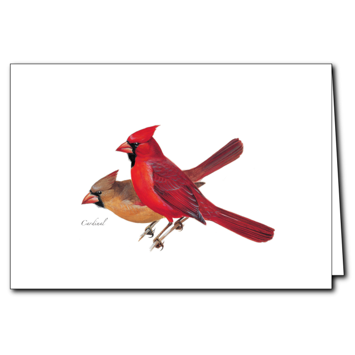 Cardinal Greeting Card - VisitNorfolk Mermaid Market
