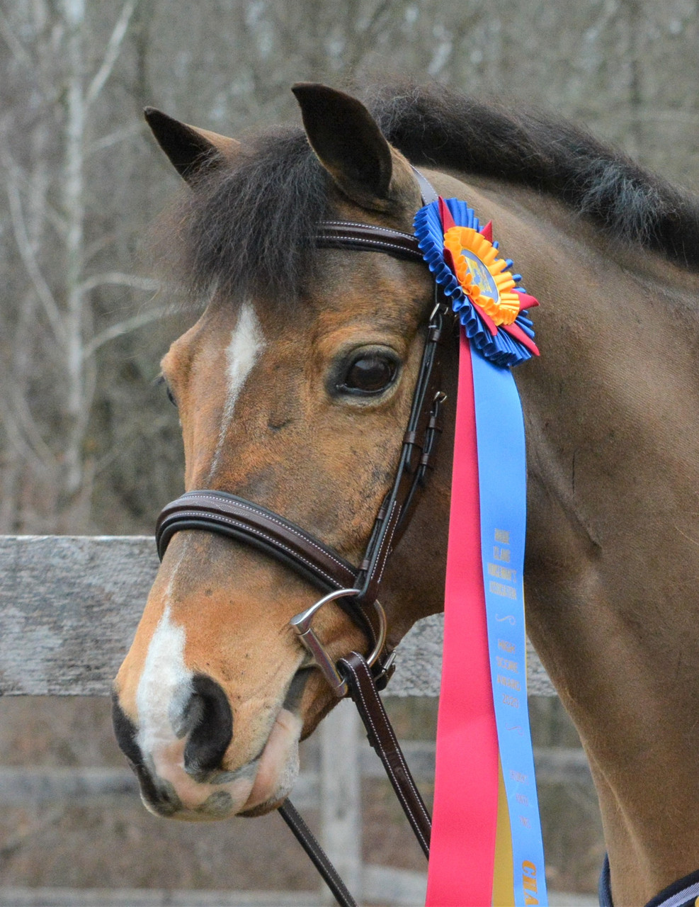 KL Select Black Oak Laurel Hunter Bridle