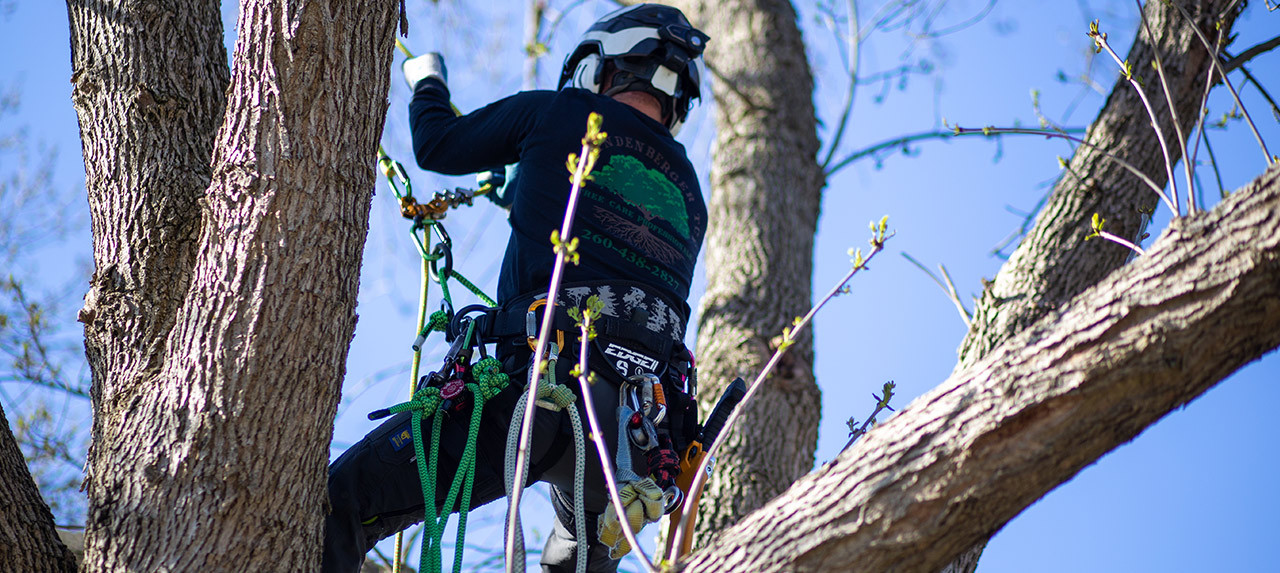 Tips From The Canopy - Sherrilltree