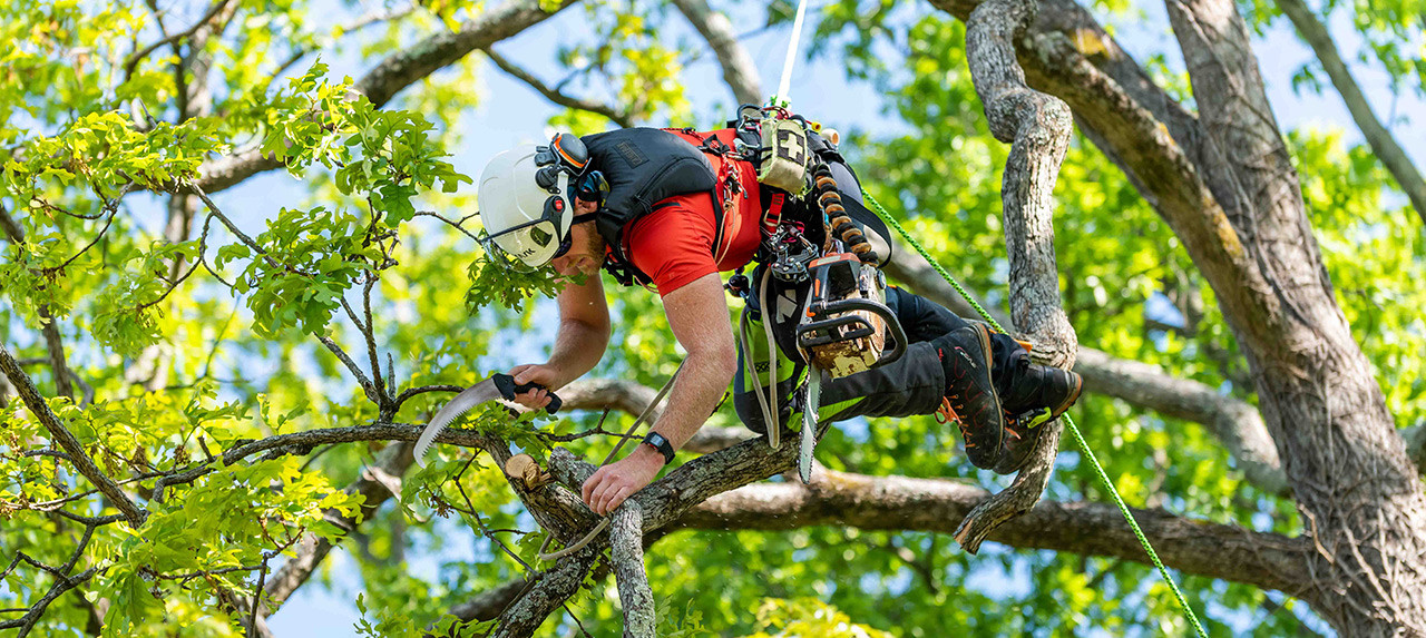 Tips From The Canopy - Sherrilltree