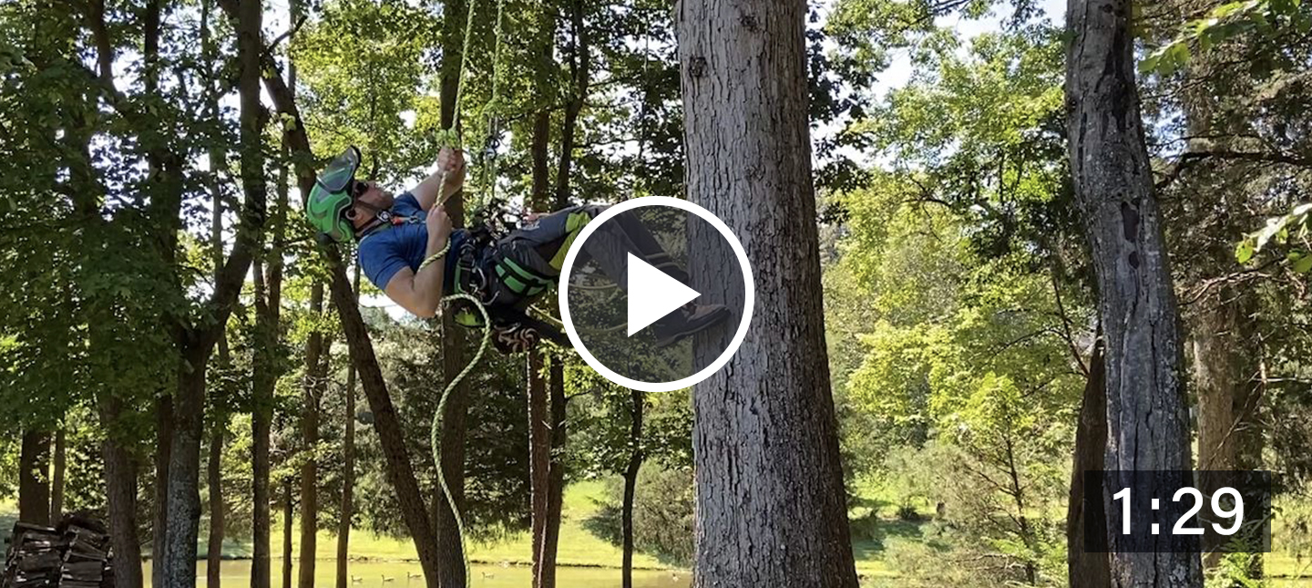 TFTC #25 Different Ways to Ascend a Tree - Sherrilltree