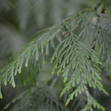 Cedar Leaf, Flat Cut & Sifted 1 oz