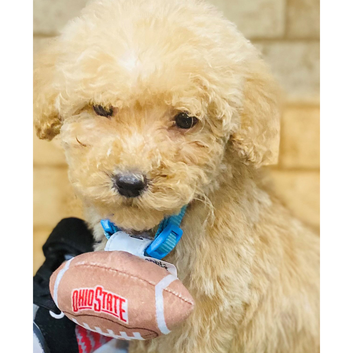 Ohio State Plush Football Clip and Go - College Traditions