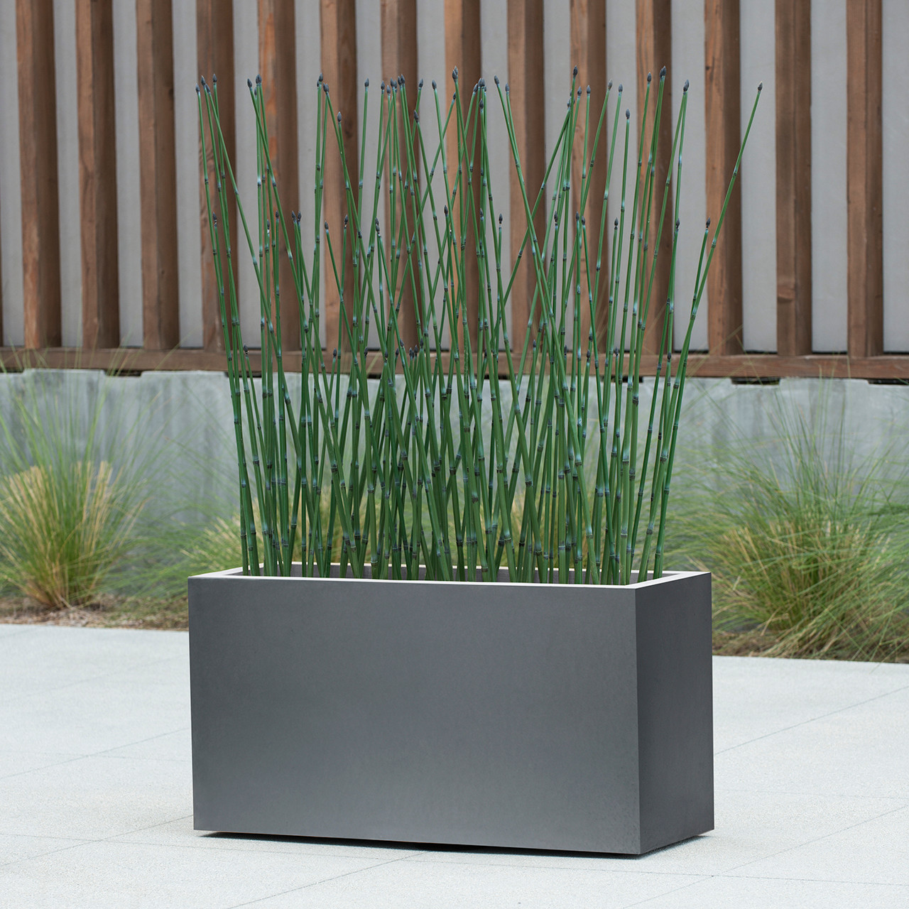 Outdoor Rated Horsetail Reeds in 24"H Modern Planter