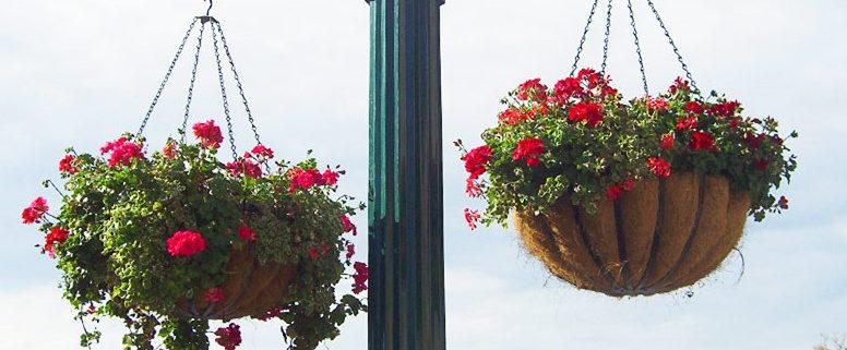 Fabulous, No-Fuss Commercial Hanging Baskets: Buying and Care Tips ...