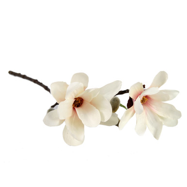 Magnolia Spray | Kilkenny Design