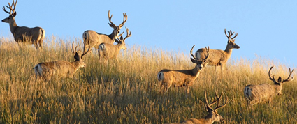 Nebraska DIY mule deer hunting