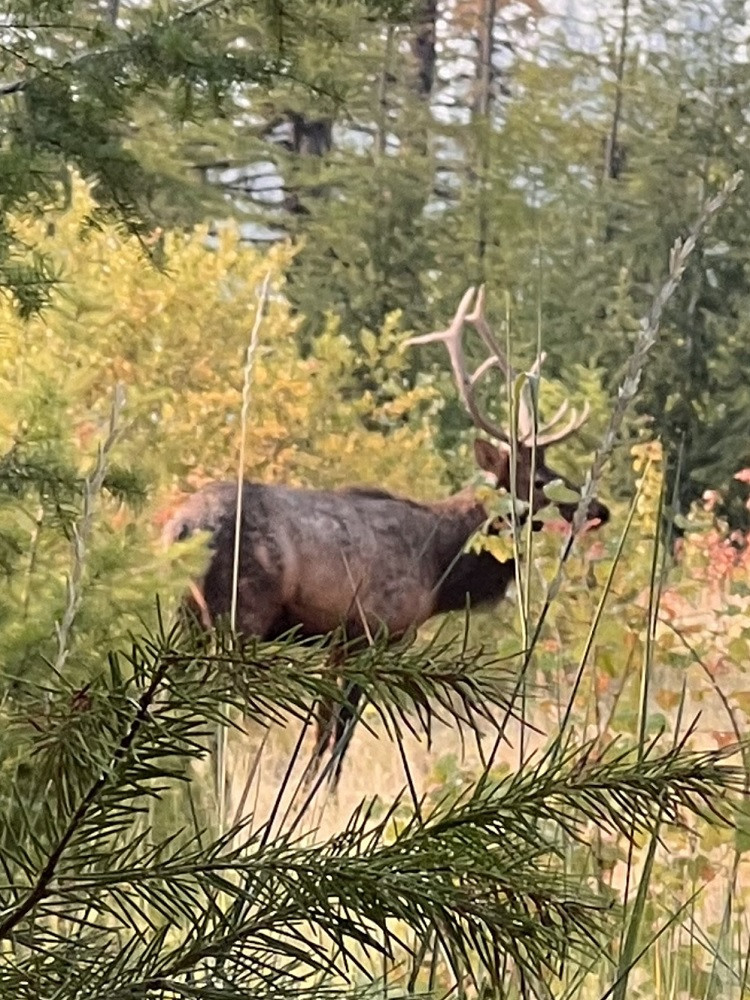 Guided Montana elk and mule deer hunting